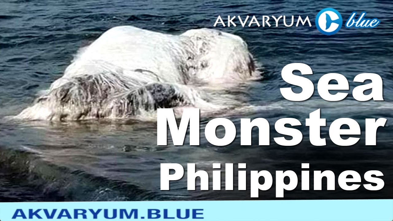 Sea monster Philippines - Tuhaf görünüşlü deniz canlısı trunko - YouTube