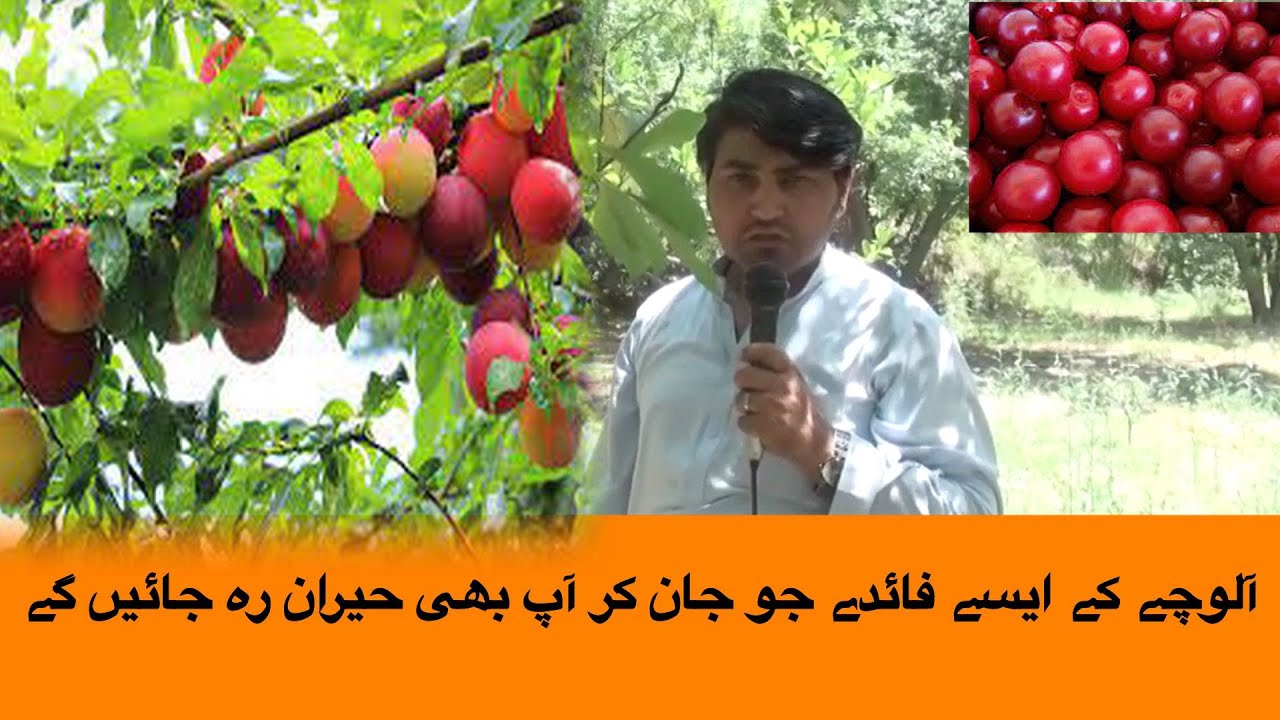 How to grow aloo bukhara,plum tree/Alucha/Pashto 10 - YouTube