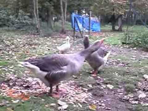 Goose vs dog !!! - YouTube