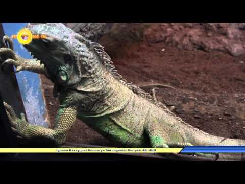 İguana Karayipler Polinezya Sürüngenler Dünyası 4K UHD