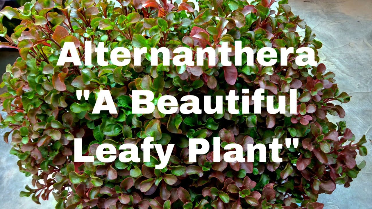 Alternanthera | Red Plant | Hedge Plant | Satrangi. - YouTube