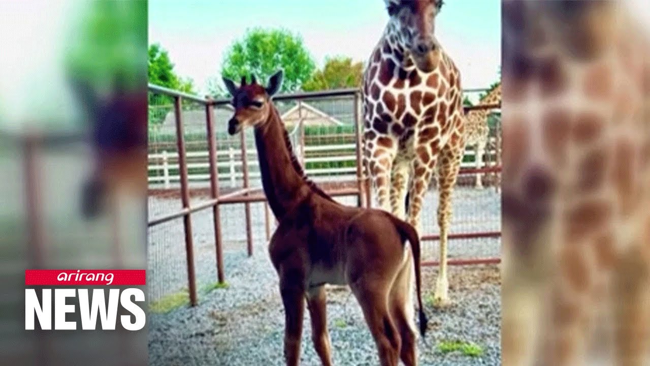Rare spotless giraffe born at Tennessee zoo - YouTube