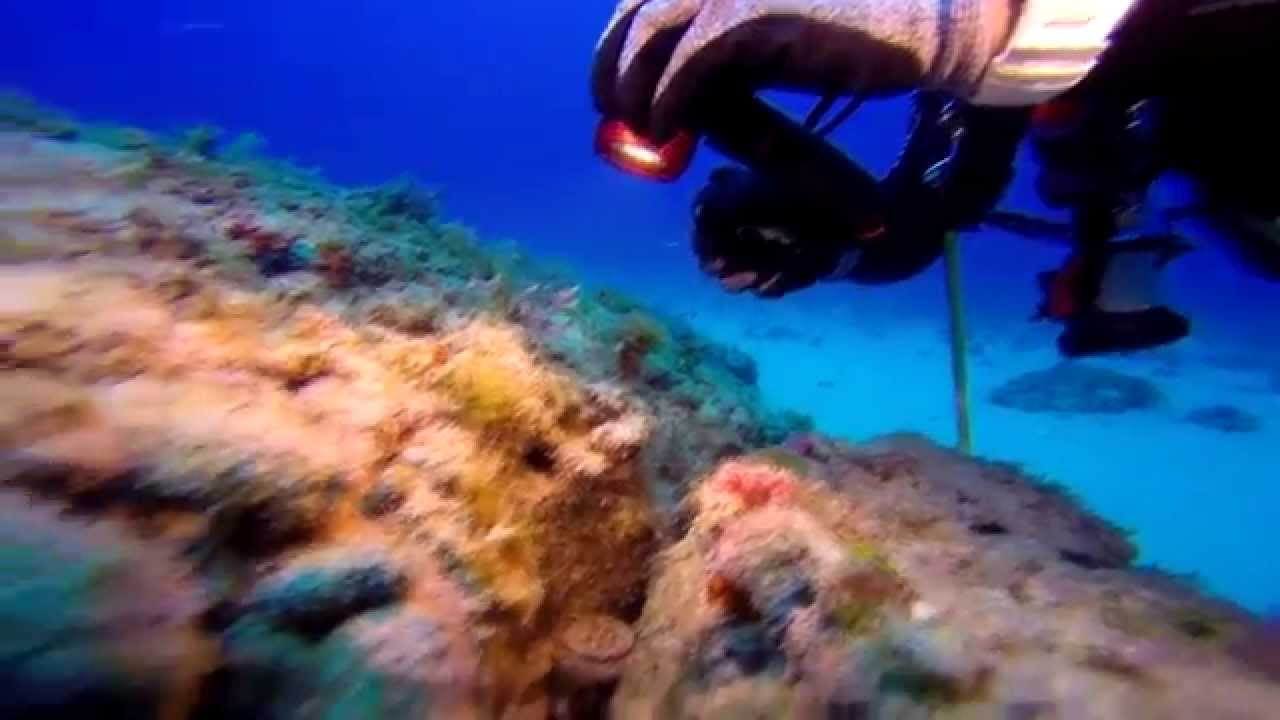 Capturing Eel footage with the Micro HD+ Sea Dragon Pro 2500 Set | SeaLife Underwater Cameras