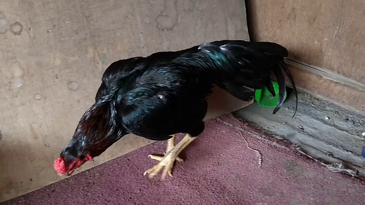 Gallo asil Perú 7 meses - YouTube