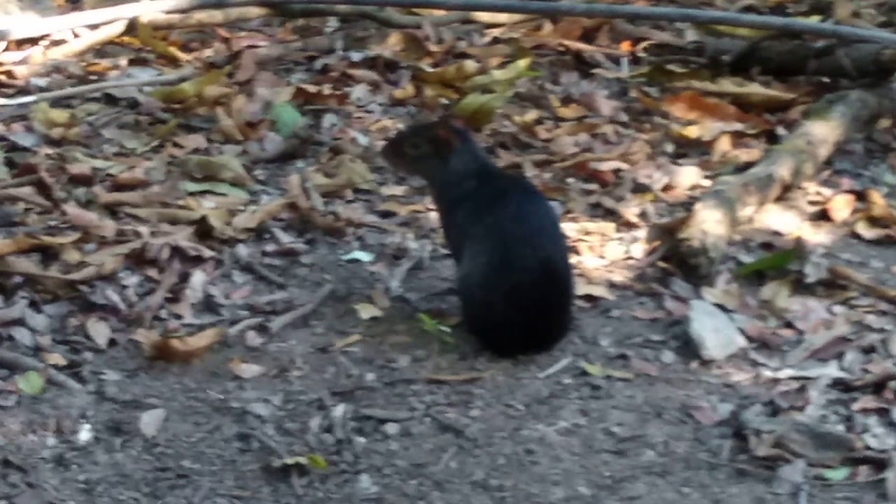 Hocofaisan y Guaqueque - YouTube