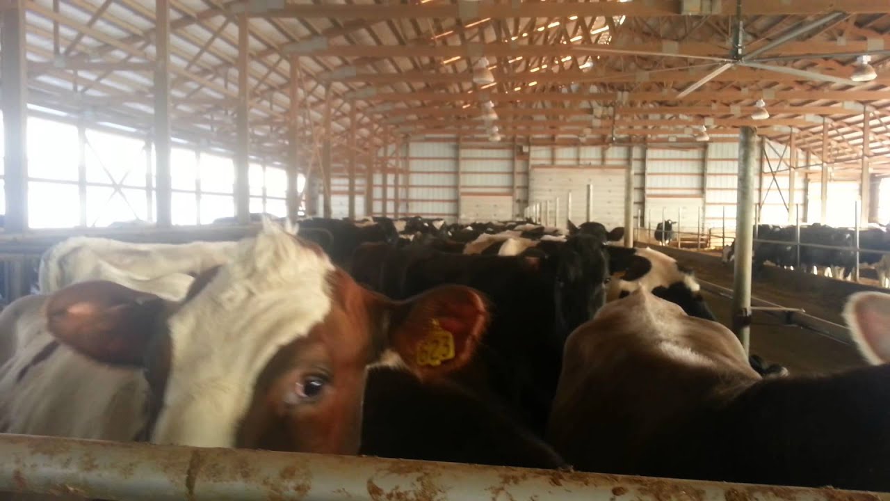 Cow Bellow up close - YouTube