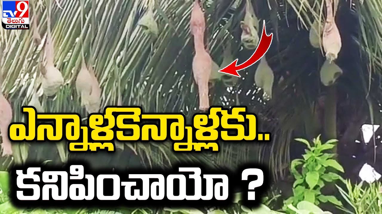 ఎన్నాళ్లకెన్నాళ్లకు కనిపించాయో..? | Gijigadu Nest - TV9 - YouTube