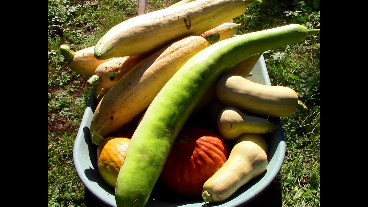 Harvesting Oka Melon, Beta Grapes, Cara & Charlotte Potatoes and Winter ...