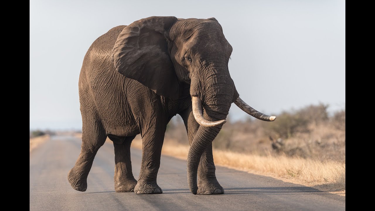 Wildlife - Sounds of Elephants in The African Savannah - YouTube