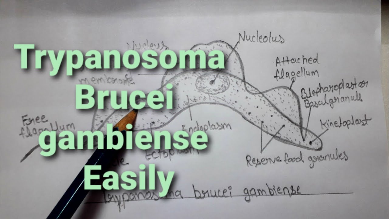 Trypanosoma Diagram
