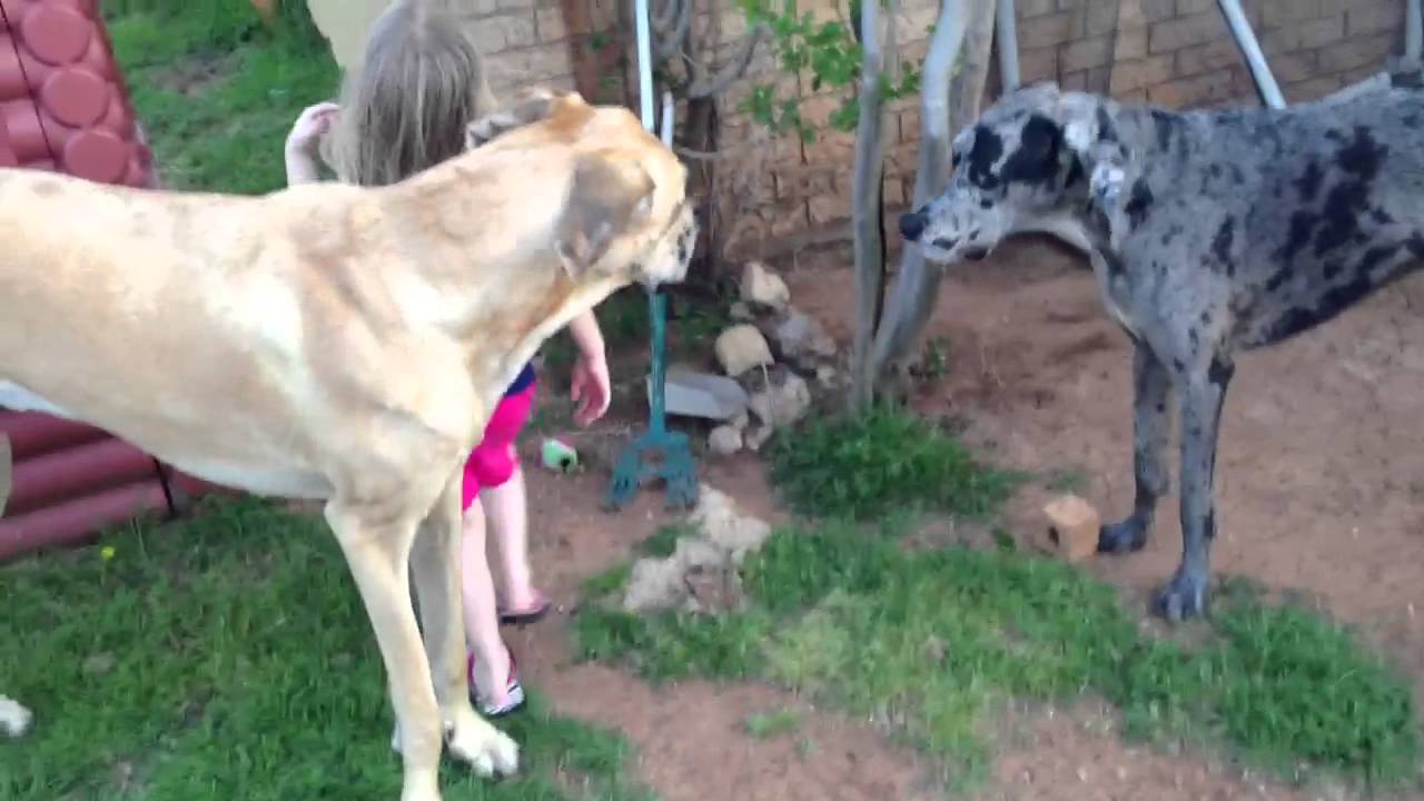 Feeding the wild Great Danes - YouTube
