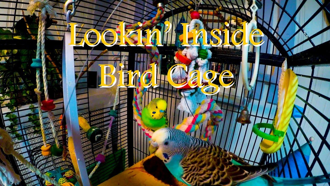 Looking Inside Parakeet Bird Cage | 4K UHD - YouTube