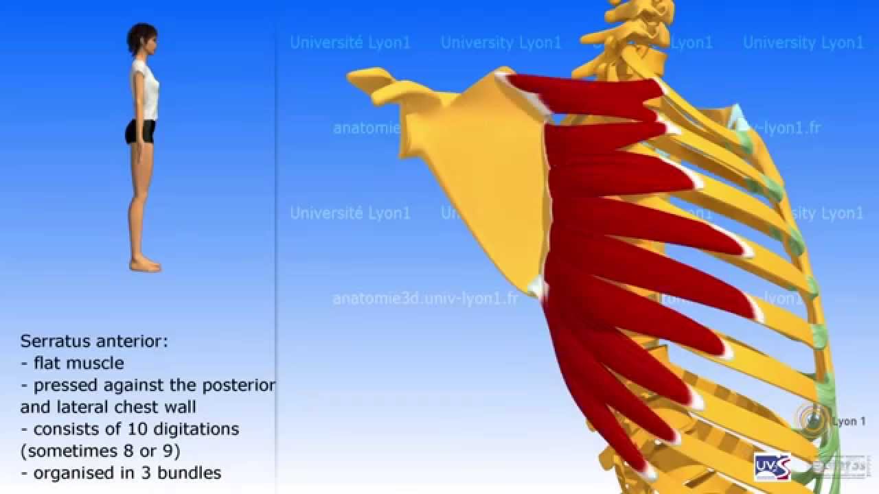 The Serratus Anterior - YouTube