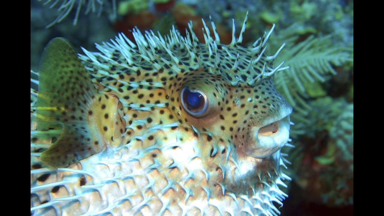 Prodigy part 2 - YouTube