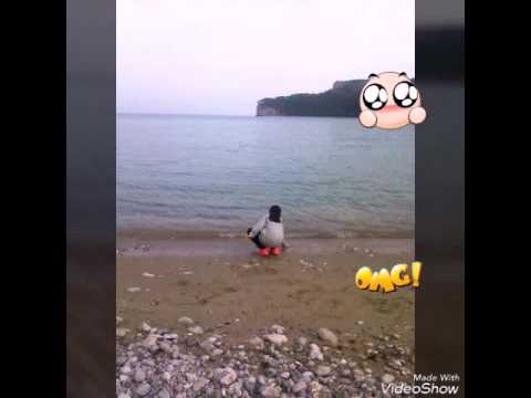 Deniz eylencesi ve( ain't your mama)