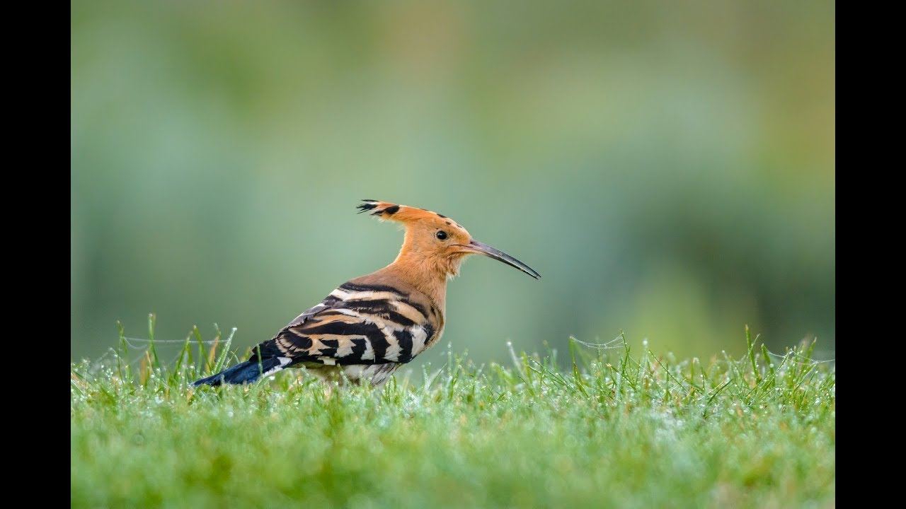 Hoopoe or Eurasian hoopoe is distinctive Crown Feathers Bird - YouTube