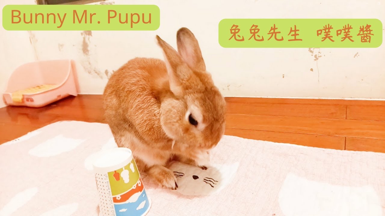 うさぎ Bunny Rabbit 兔兔先生 - 噗噗醬 Bunny - Mr. Pupu 到處探險~洗臉 - YouTube