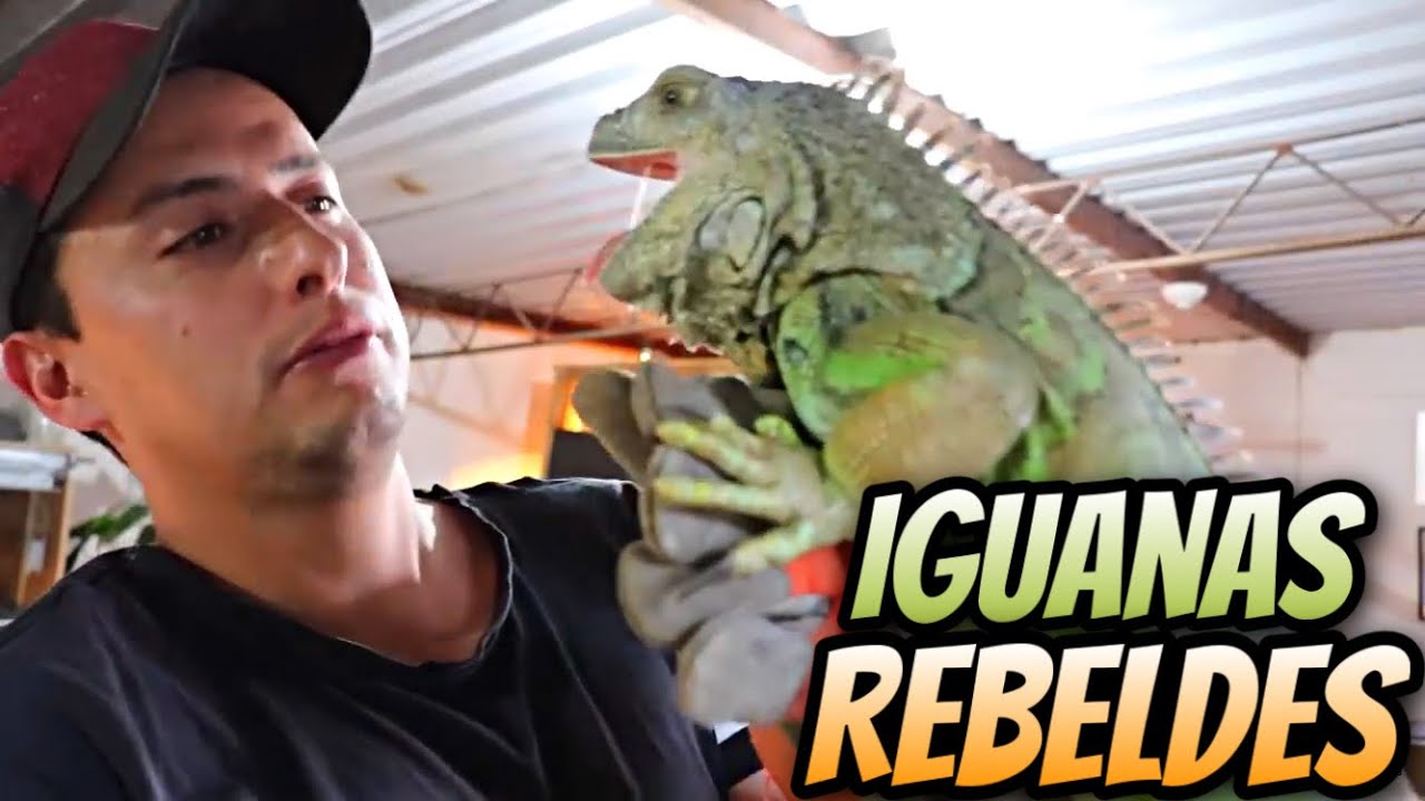 Mis Iguanas Se Escapan Y Enloquecen Contra Mi!!! - YouTube