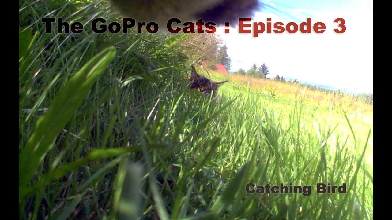 Cat with GoPro catching a bird! - YouTube