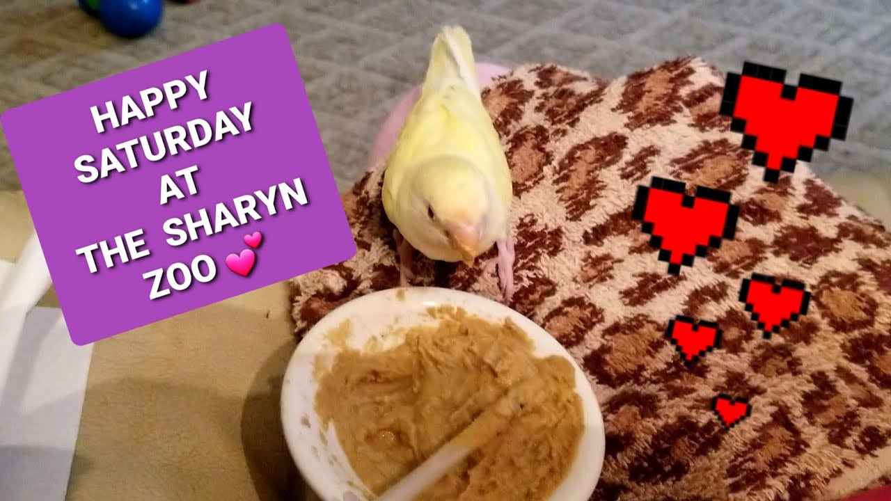 A TYPICAL SATURDAY AFTERNOON AT THE SHARYN ZOO 💕 - YouTube