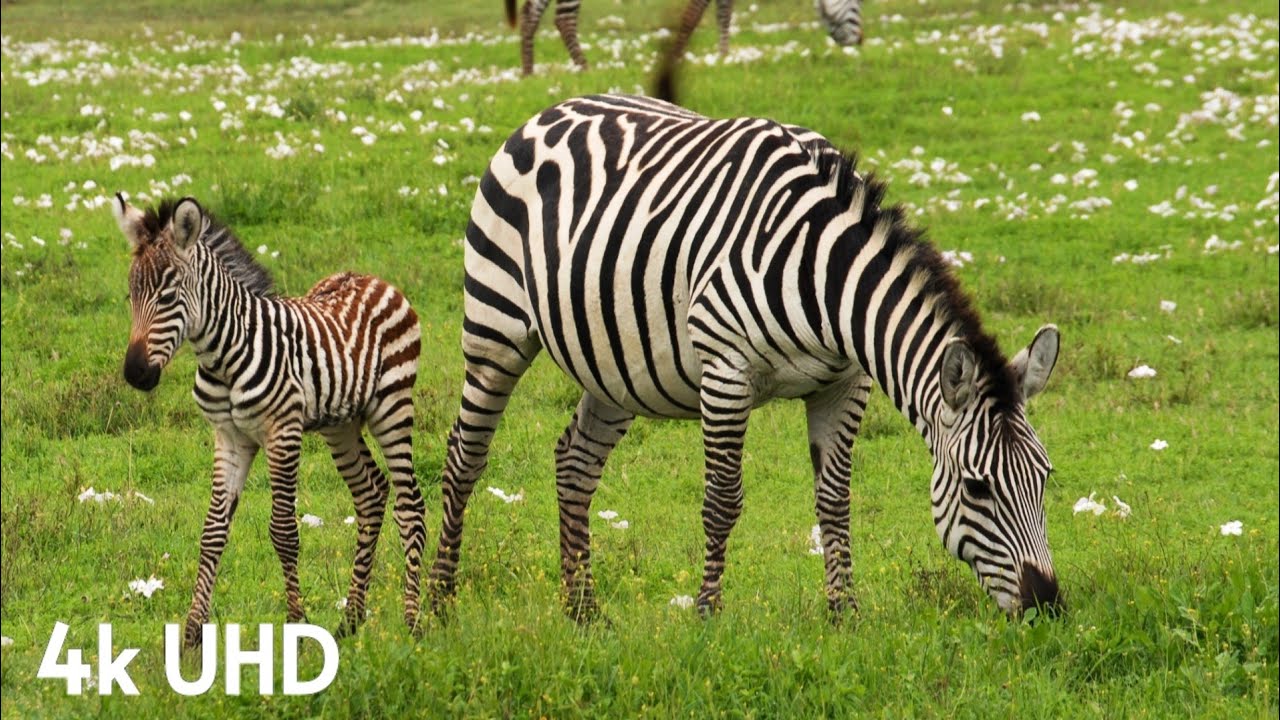 | Zebra Videos | Zebra video national geographic | Zebra videos for ...