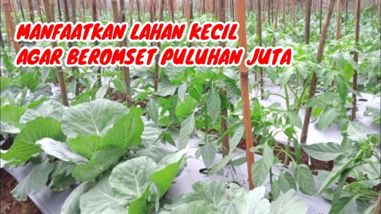 review tumpangsari 3 jenis tanaman - YouTube