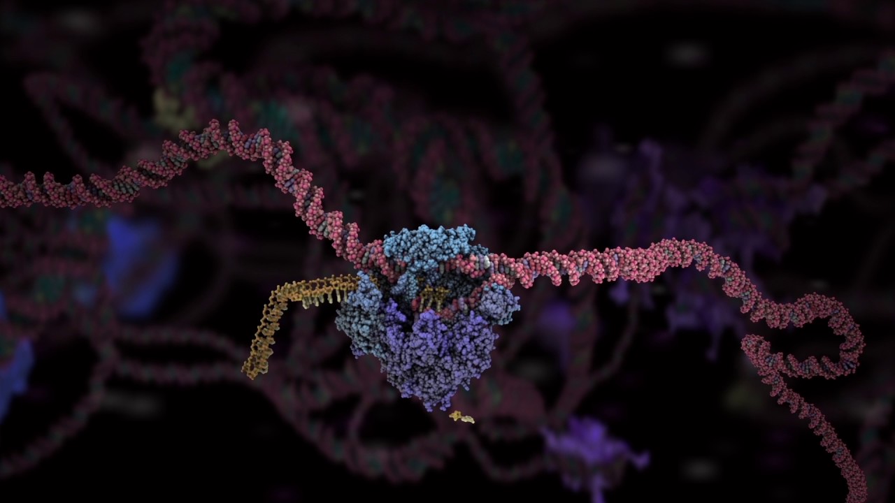 Heartbeats of Our Genome (adapted from 360 degree animation) - YouTube