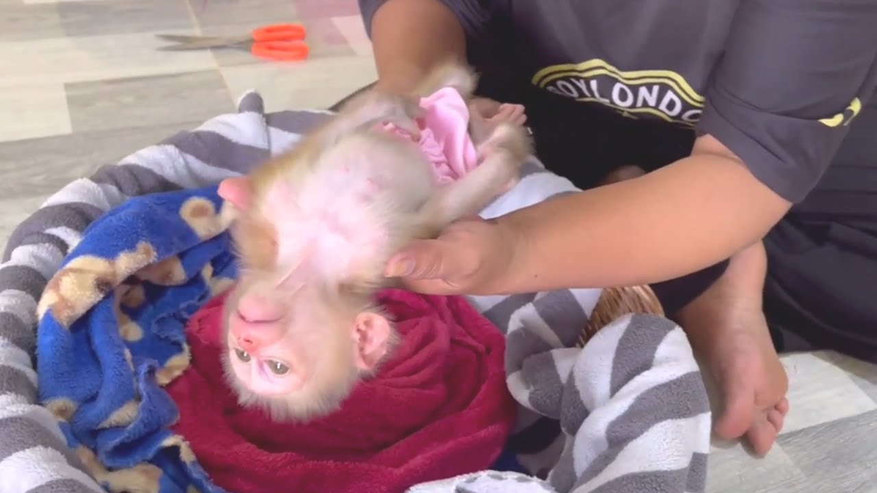 Mom Holding Baby Whisperer, How To Put Baby Monkey Sleeping - YouTube