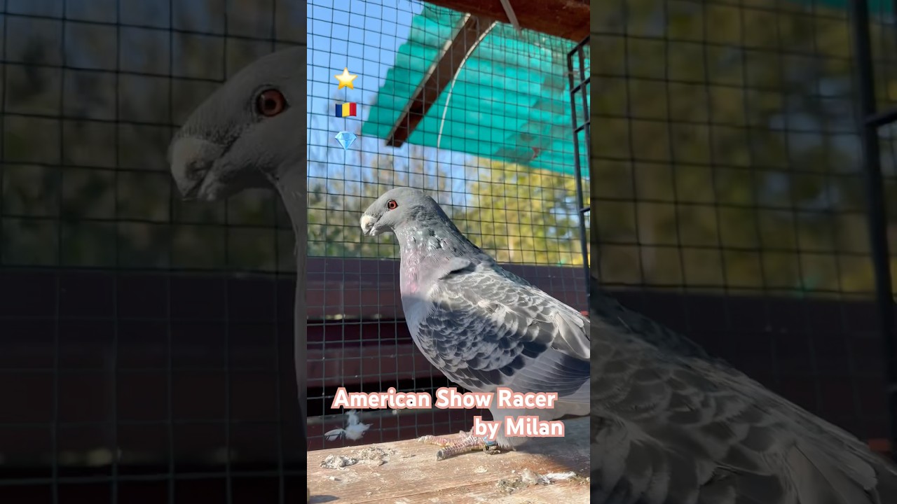 American Show Racer Pigeon; Blue Check; ASR Pigeon by Milan, Domnești ...