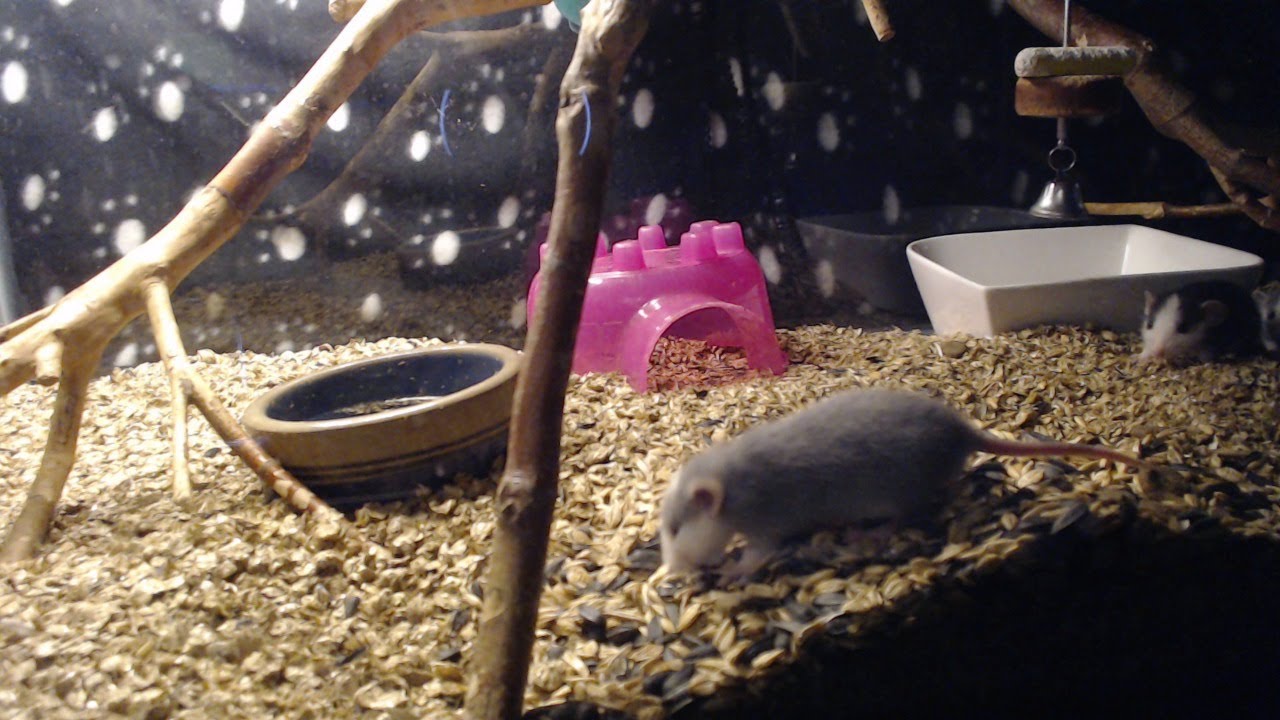 Atlantis Critter Cam #370 Baby Roan Dumbo Rats - YouTube