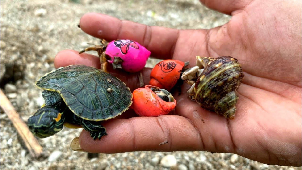 Wow Amazing! Explore Nature & Hunt Unique Animals, Catching Snails ...