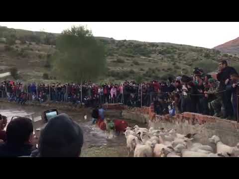 Çoban Bayramı Yünüm Böğetinde 1.nci olan çobanımız Bekir Özkol