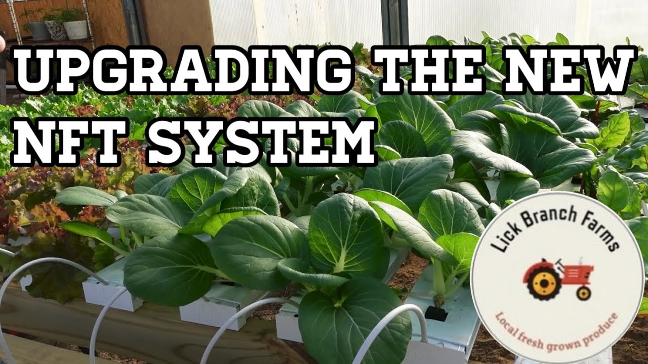 Hydroponic High Tunnel lettuce production - Upgrading the NFT system ...