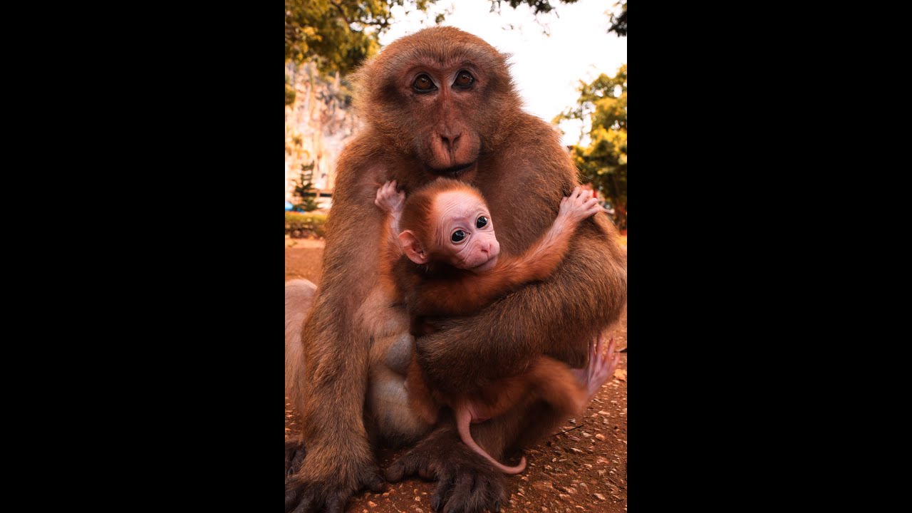 Monkeying Around: Hilarious and Adorable Monkey Antics You Won't ...