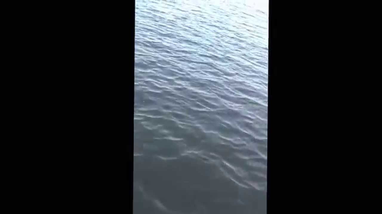 The biggest Canadian Muskie I have ever seen! POSSIBLE 60 inch! - YouTube