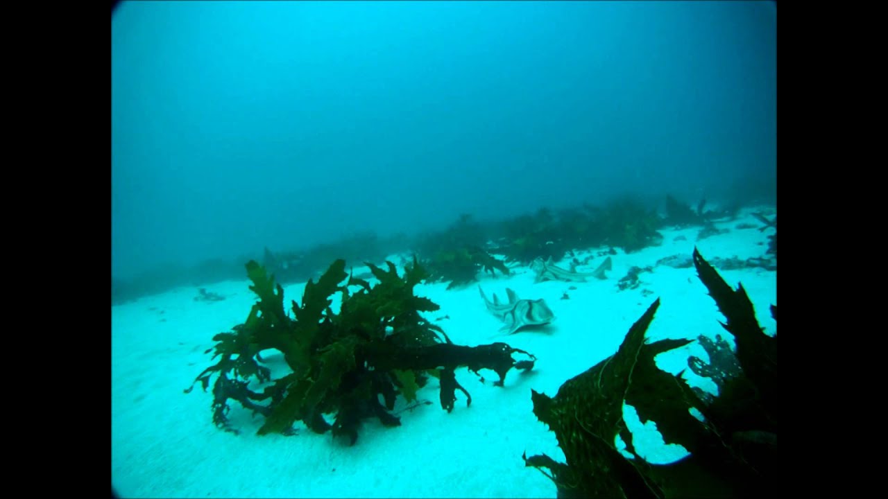 Diving Bass Point Pt 2 - YouTube