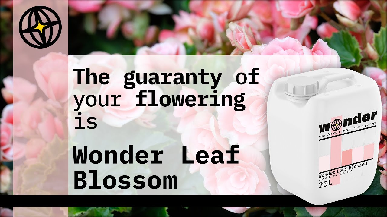 The guaranty of your flowering is Wonder Leaf Blossom🌸 - YouTube