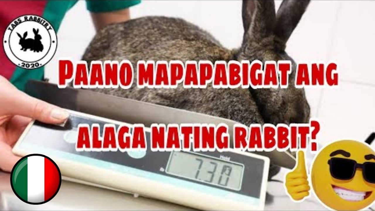 PAANO PATABAIN ANG RABBIT | HOW to FATTEN a RABBIT | Rabbitry ...