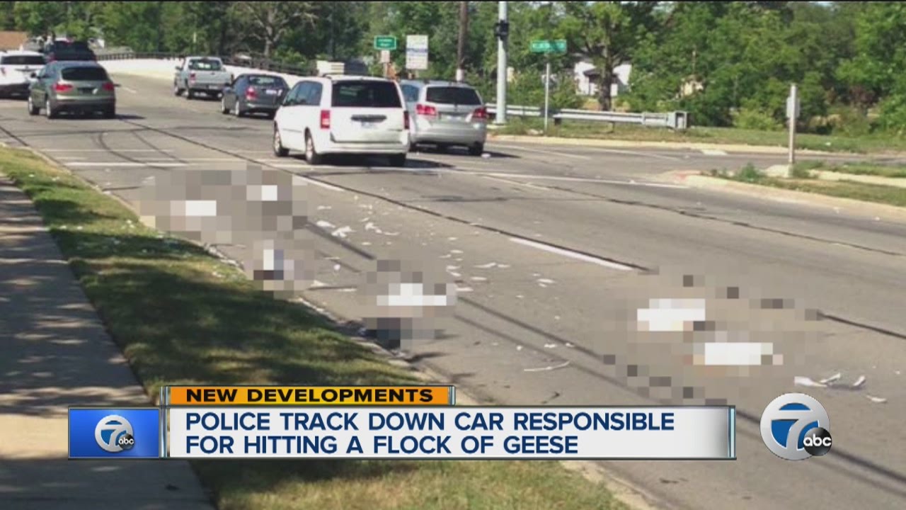 Police track down car responsible for hitting flock of geese. - YouTube