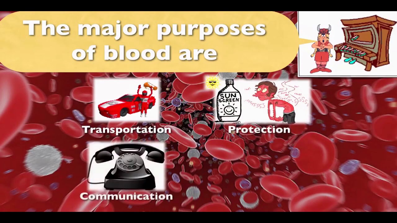 CC Cycle 3 Science Week 12 Purposes of Blood - YouTube