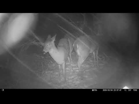 2025 03 04 deer2 - YouTube