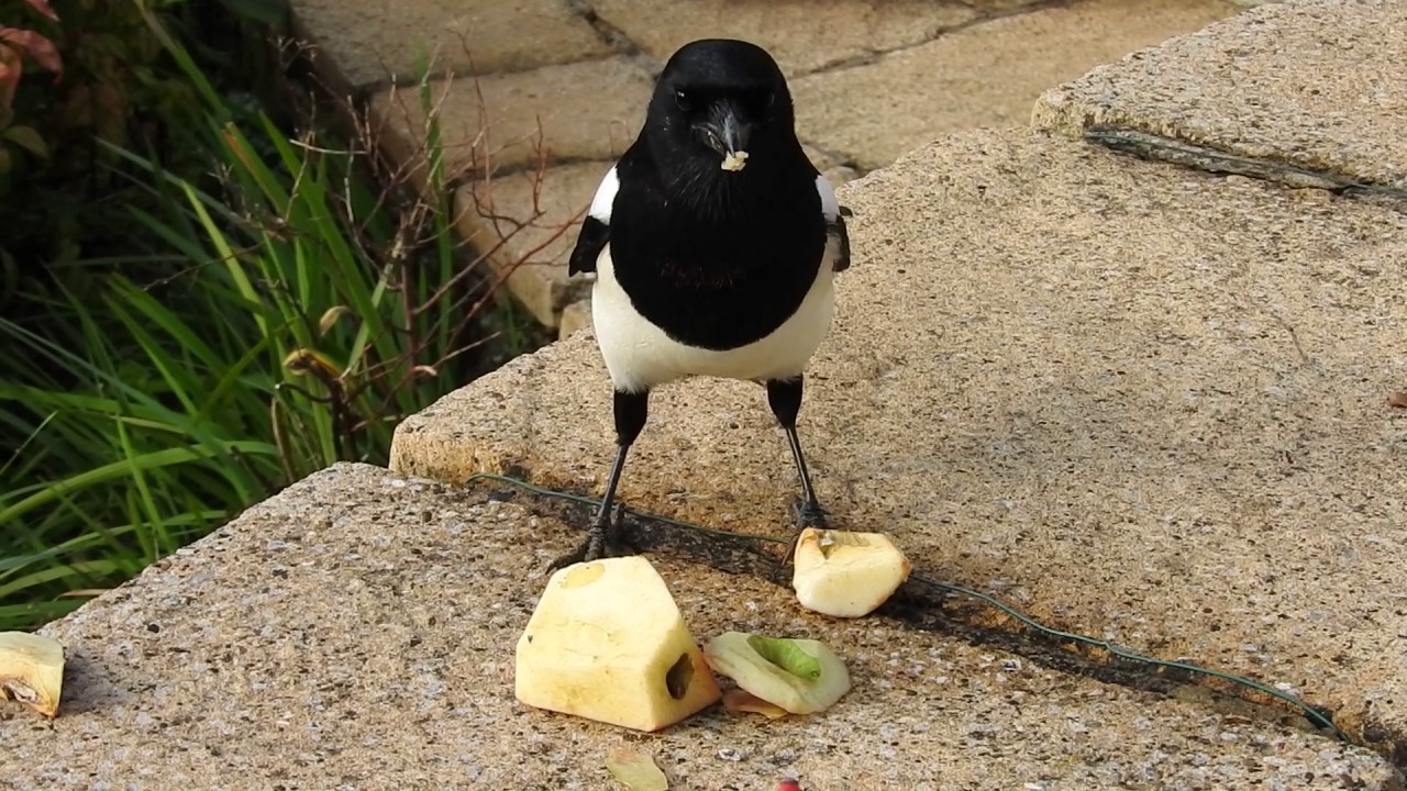 Dear Boris Our Friendly Magpie by Yasmin - YouTube