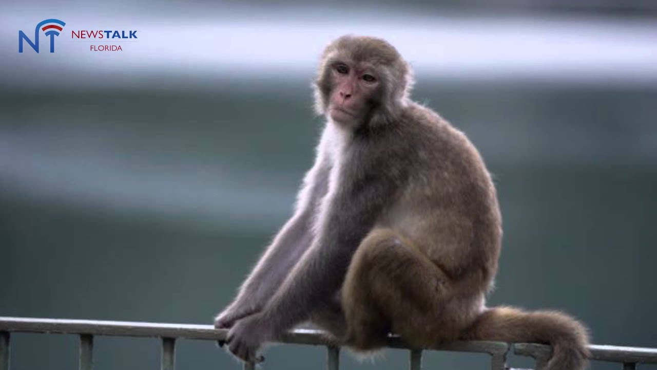 Florida's Wild Monkey Population Growing Rapidly - YouTube