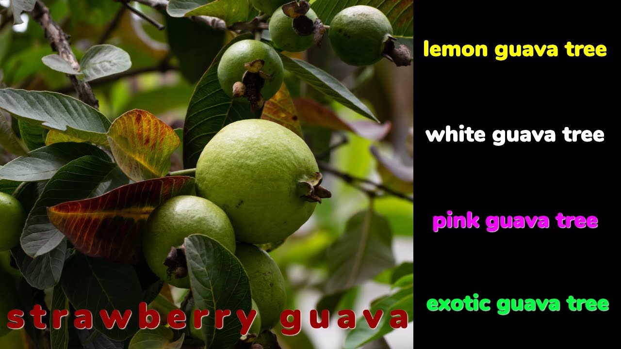 Best Fruit Trees To Grow In Large Container (SERIES) Video #2 #Strawberry Guava - YouTube