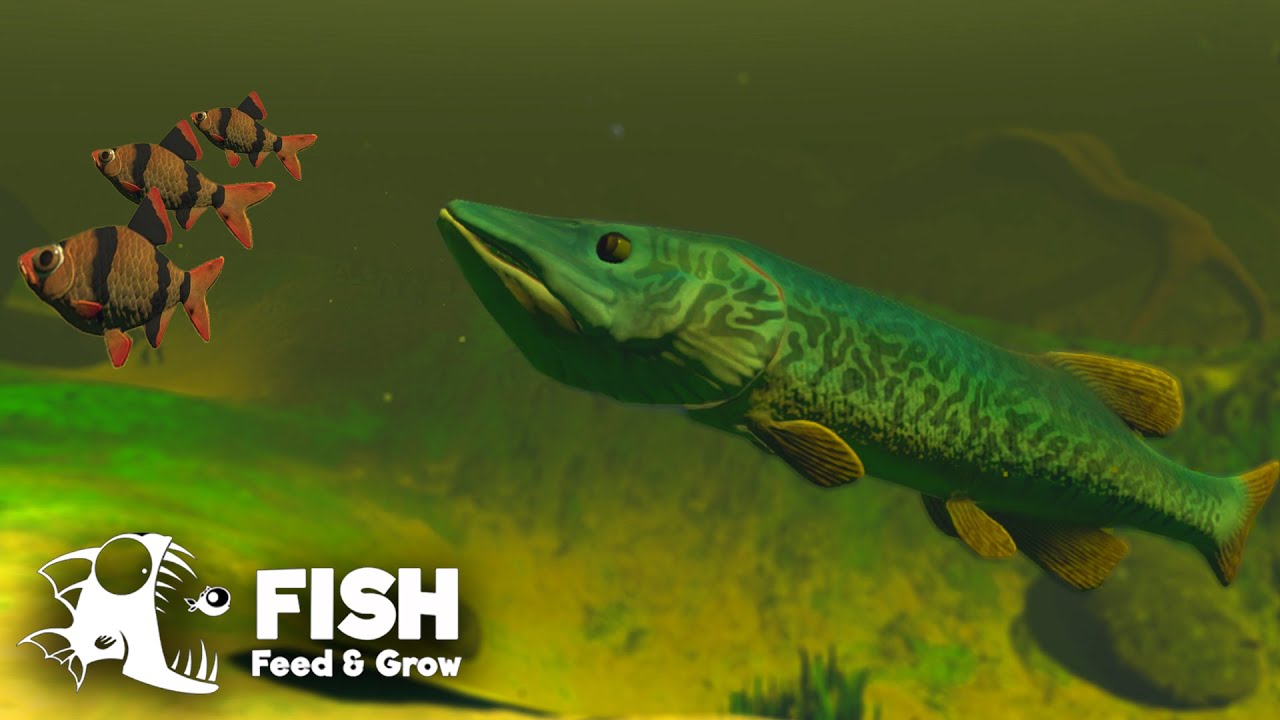 IKAN RAJA SUNGAI - FISH : FEED AND GROW eps 15 - YouTube