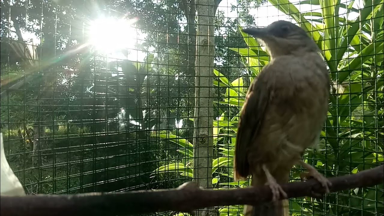 Suara merbah belukar di pagi hari,sangat merdu. - YouTube