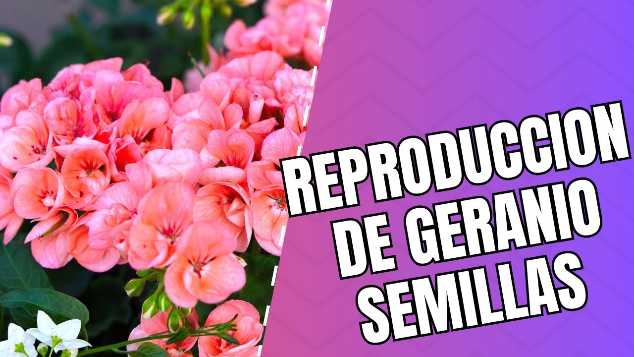 REPRODUCCION de GERANIO por medio de SEMILLAS / Como SEMBRAR GERANIO ...
