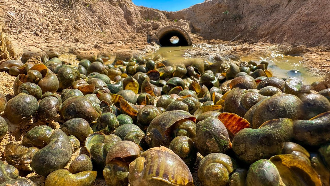 Great ! Find snails in the dry season - Pick a lot of snails by best ...