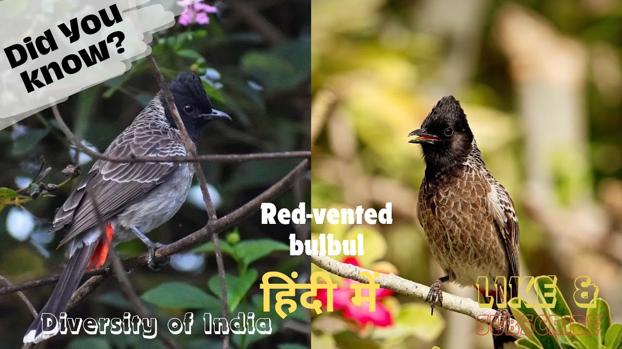 Red-Vented Bulbul | Fact & Sound | Hindi (कलसिरी ) - YouTube