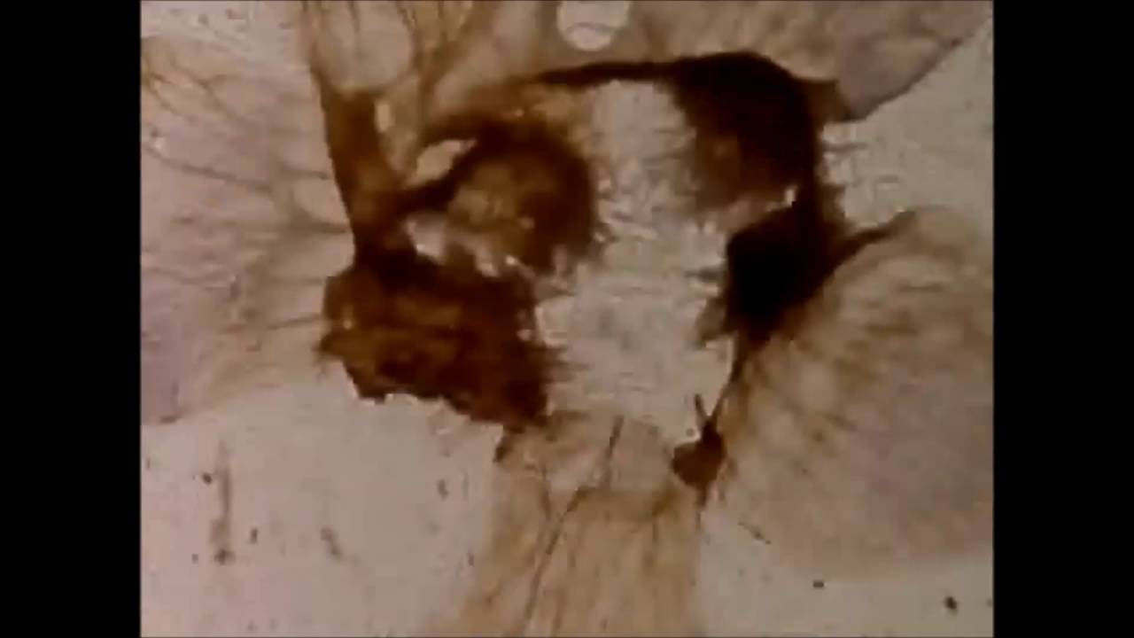 Stan Brakhage - "Mothlight" (1963) - The Flushing Remonstrance - YouTube